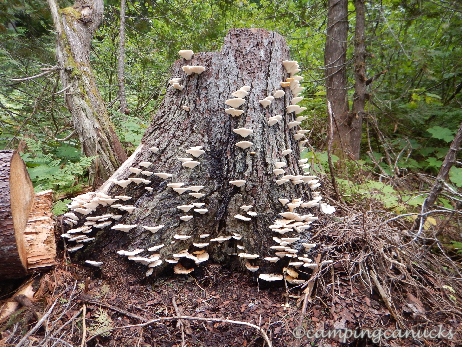 Murtle Lake Sept 2014-011 | The Camping Canucks